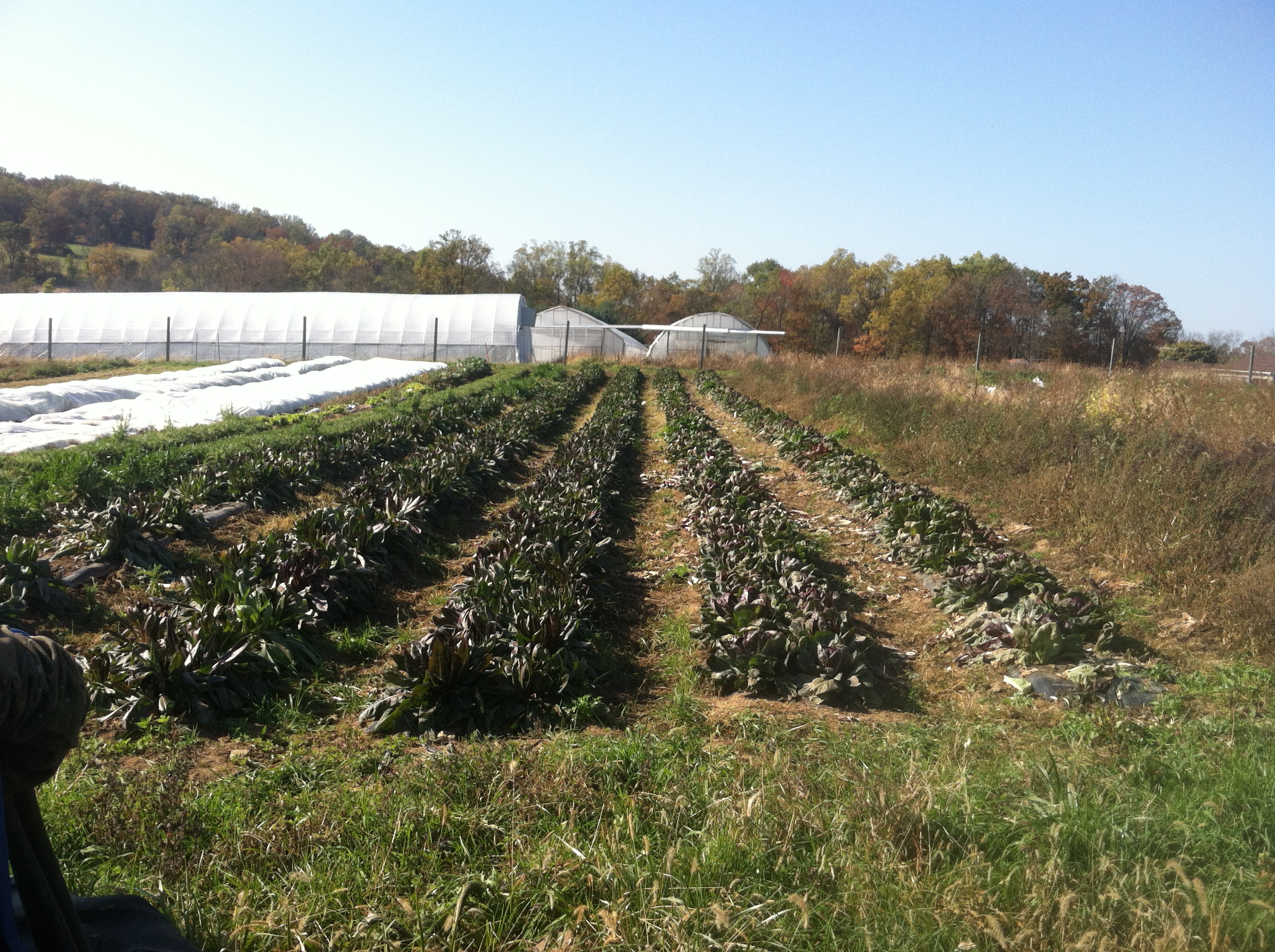 chicories – Eckerton Hill Farm
