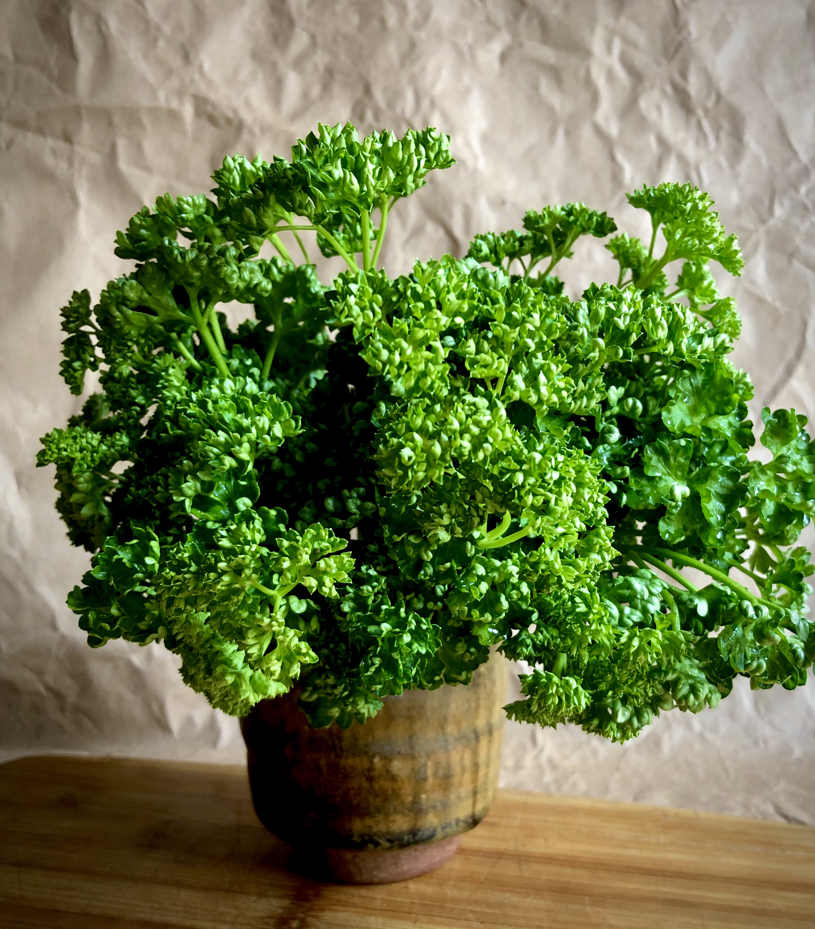 curley parsley 2 – Eckerton Hill Farm